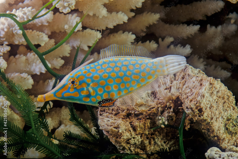 The orange spotted filefish or harlequin filefish, Oxymonacanthus ...