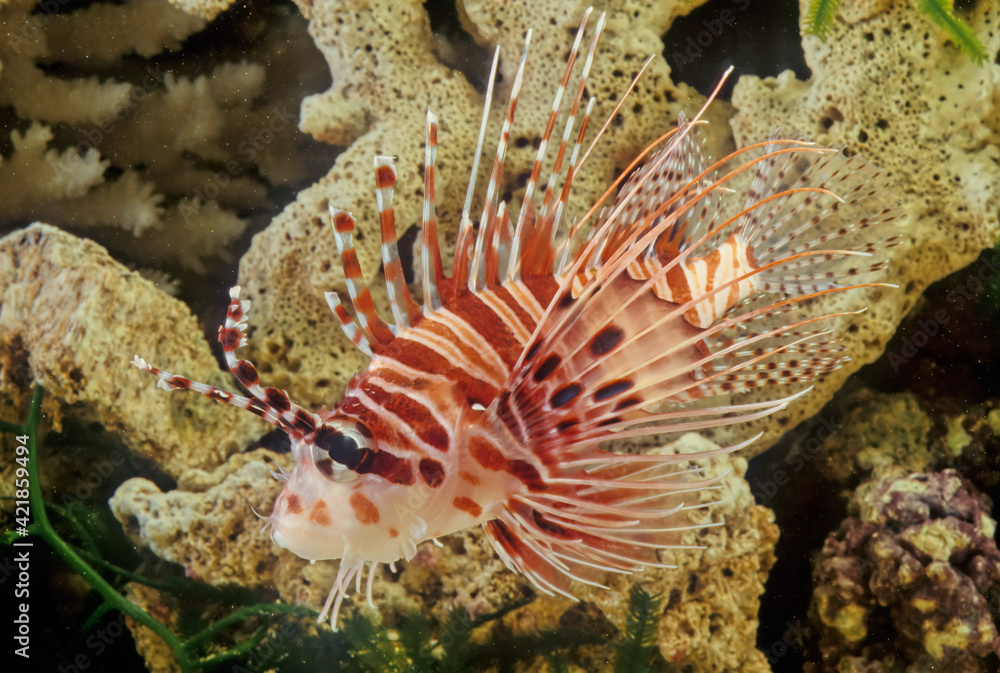 The spotfin lionfish or broadbarred firefish (Pterois antennata) is a ...