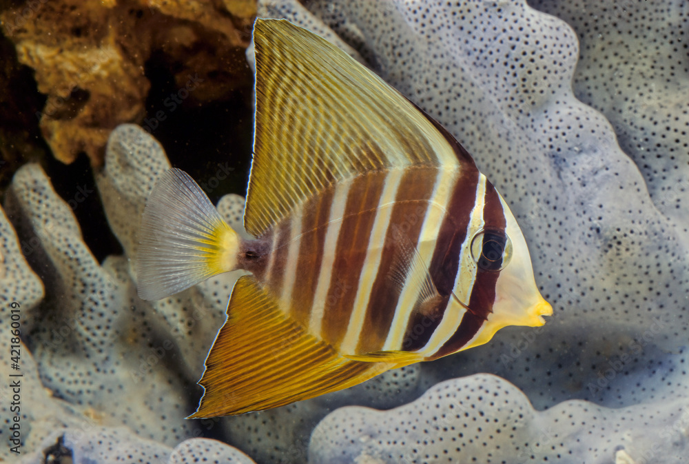 The sailfin tang (Zebrasoma veliferum) is a marine reef tang in the ...