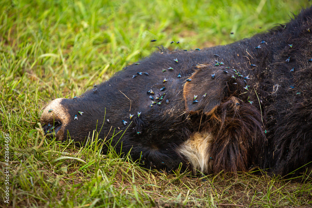 The death of cattle. A dead rotting cow lies in a meadow. Pestilence in ...