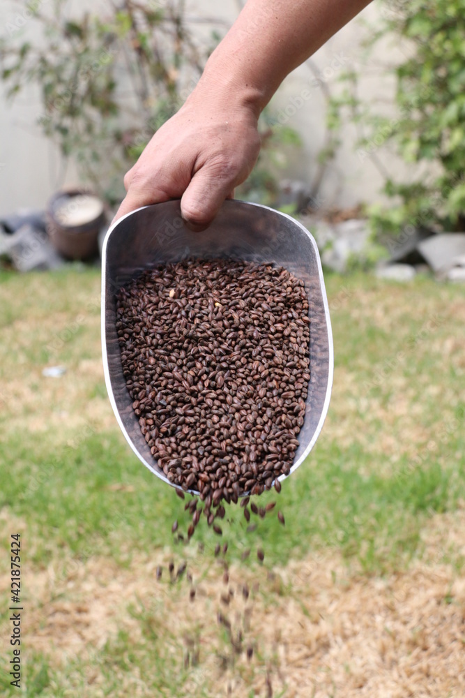 Cebada negra lista para hacer cerveza Stock Photo | Adobe Stock