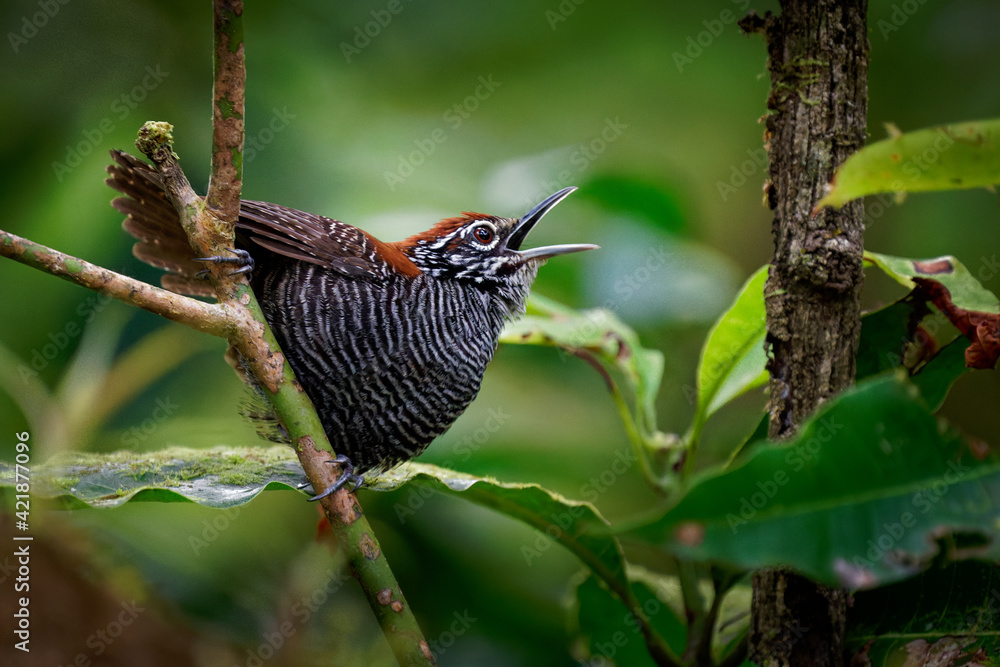 Riverside Wren - Cantorchilus semibadius species of bird in the family ...