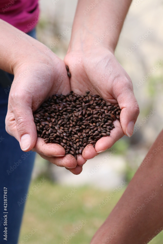 Cebada negra lista para hacer cerveza Stock Photo | Adobe Stock