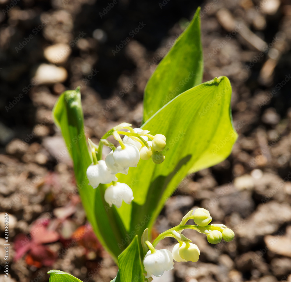 Cluster of white bell-shaped flowers of Lily of the valley or ...