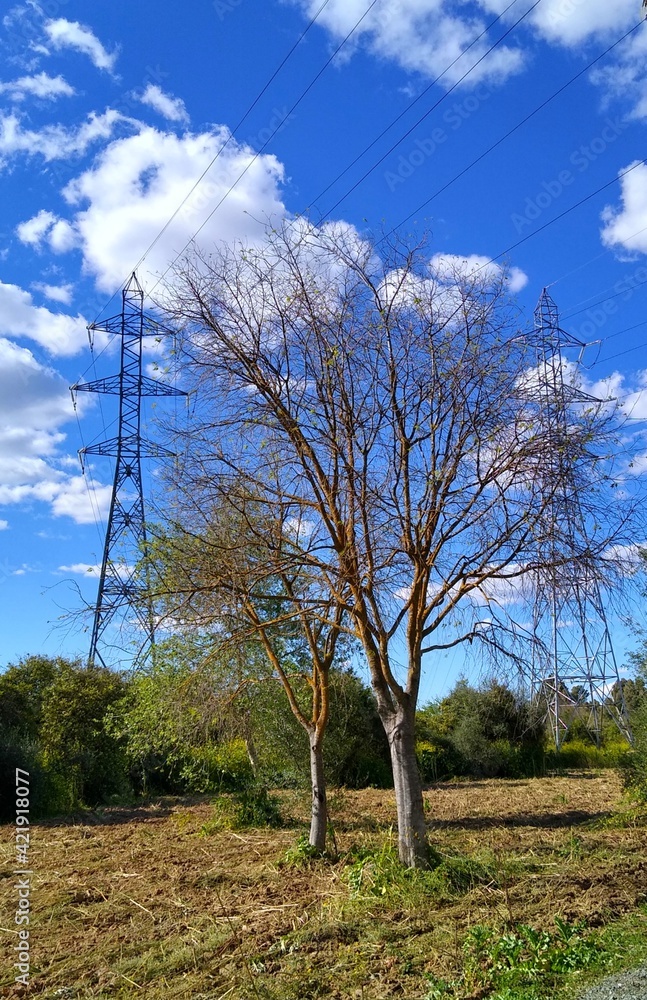 Electrical tower for power supply behind two trees Stock Photo | Adobe ...