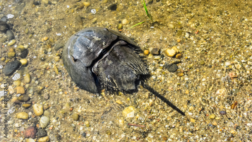 Atlantic horseshoe crabs (Limulus polyphemus) come ashore during the ...
