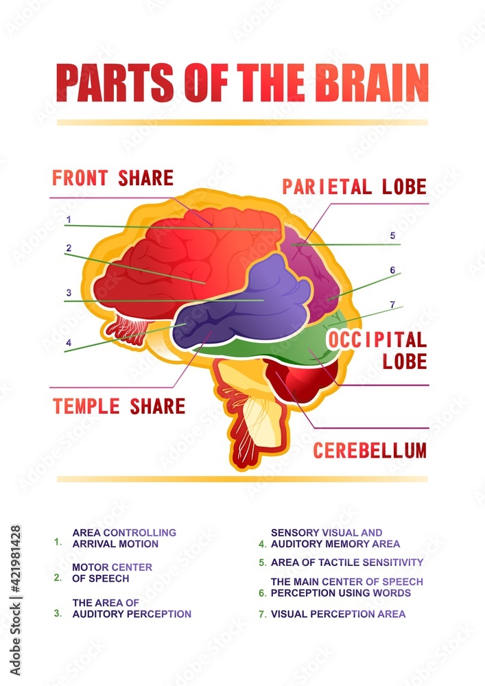 parts of the brain educational scheme Stock Vector | Adobe Stock