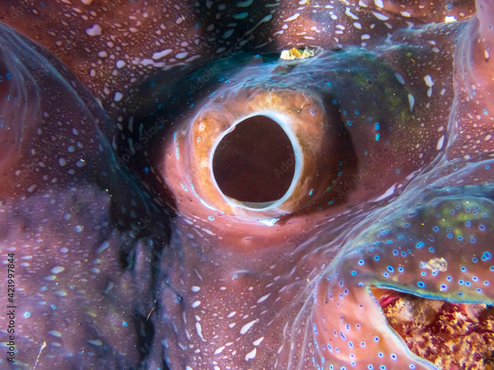 Foto de Giant clam (Tridacna gigas) are the largest living bivalve ...
