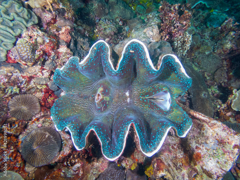 Giant clam (Tridacna gigas) are the largest living bivalve mollusks on ...