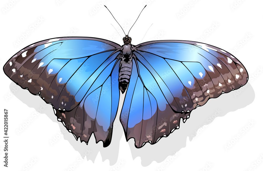Blue Morpho - Beautiful Butterfly Isolated on White Background, Vector ...