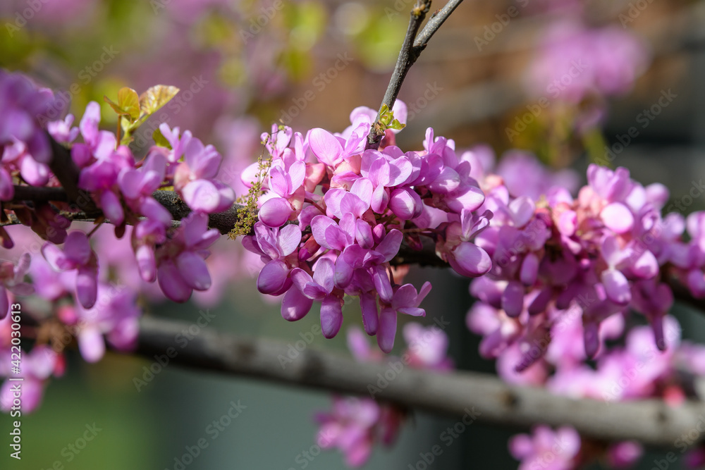 Many vivid pink flowers of Cercis siliquastrum, commonly known as Judas ...