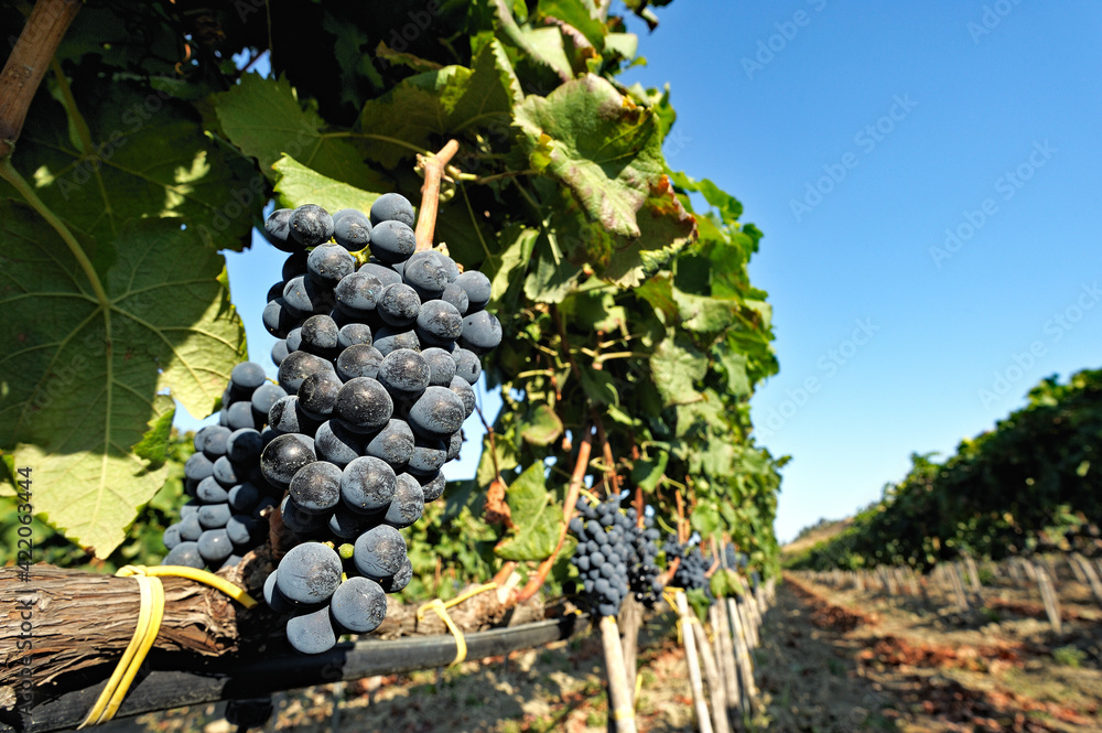 Plakat Gaglioppo grapes, varieties of red Calabrian native vine ...