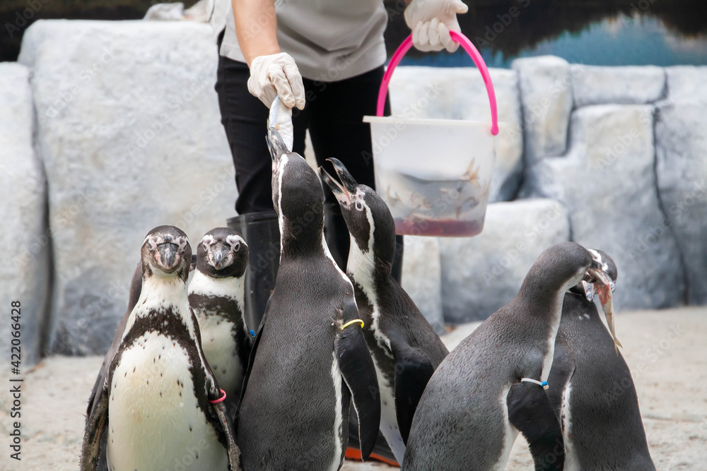 Feeding penguin with fish in the zoo. Closeup of hand wearing gloves ...