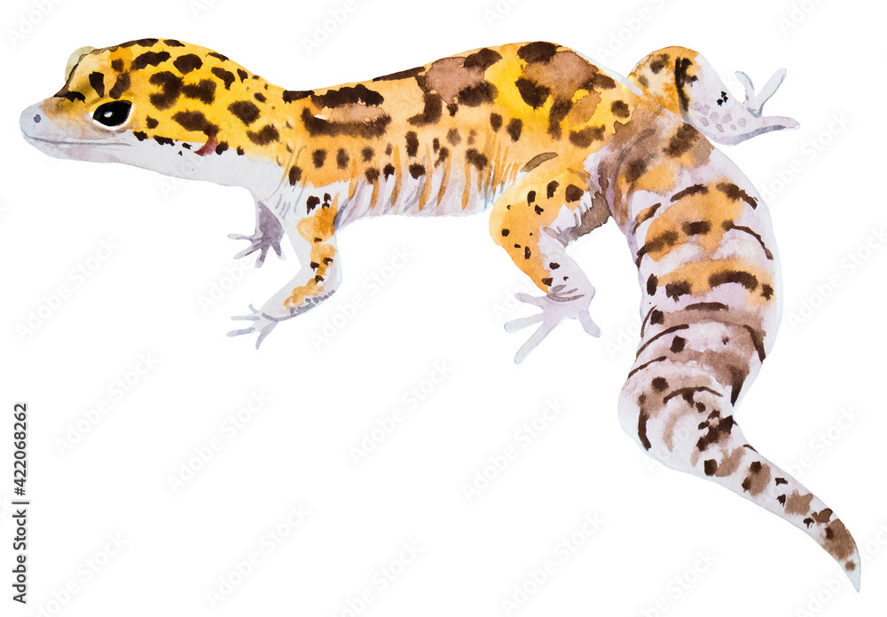 Poster watercolor drawing of Leopard Gecko – Wall Art | UkPosters