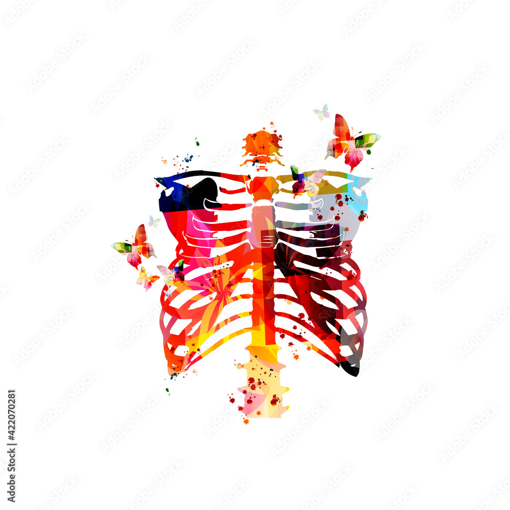 Colorful rib skeleton, rib cage bones, anatomical poster with human ...
