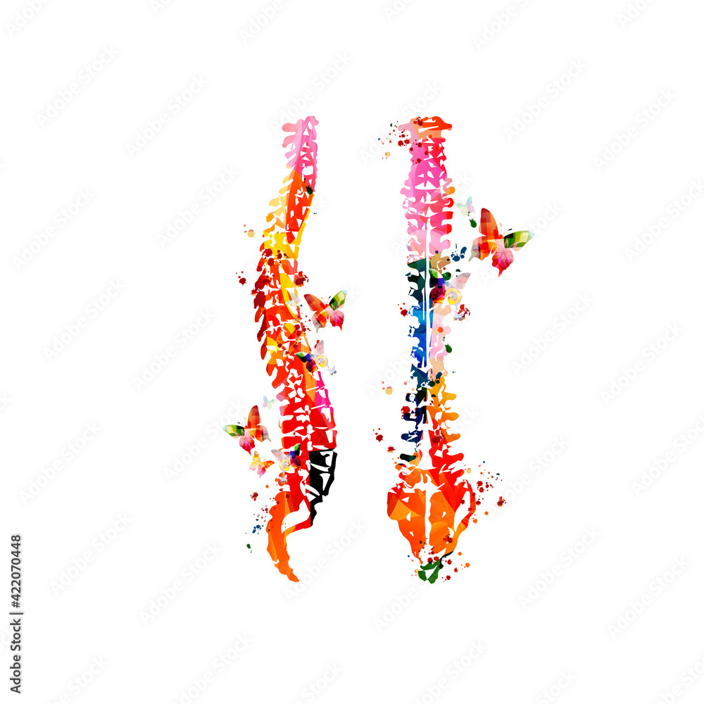 Colorful human spine anatomy, spinal cords, anatomical poster with ...