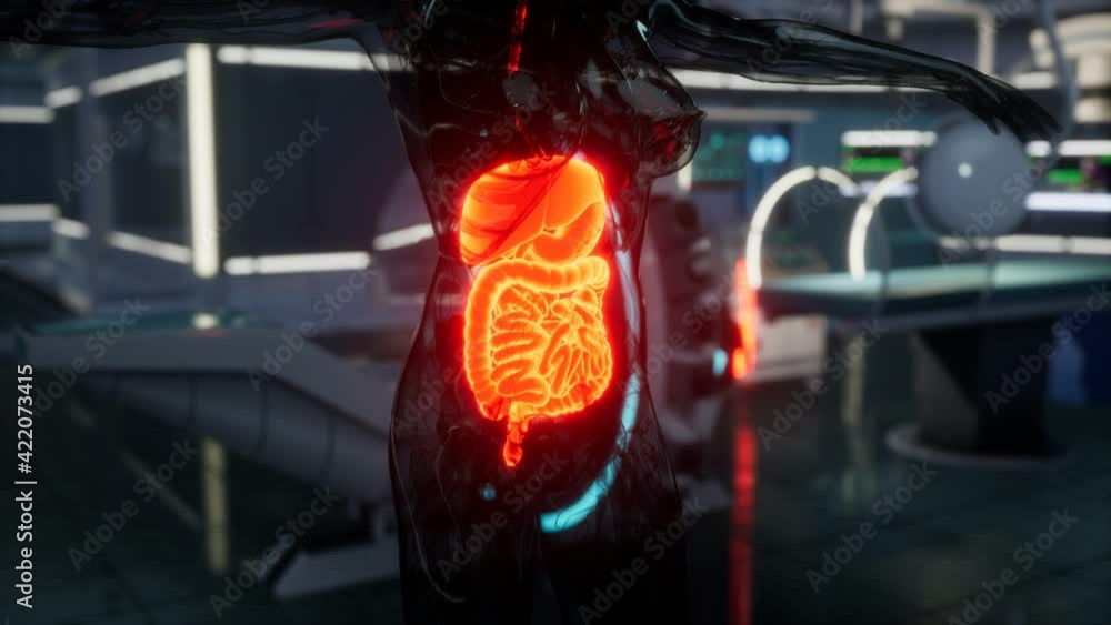 human digestive system anatomy exam in laboratory Stock Video | Adobe Stock