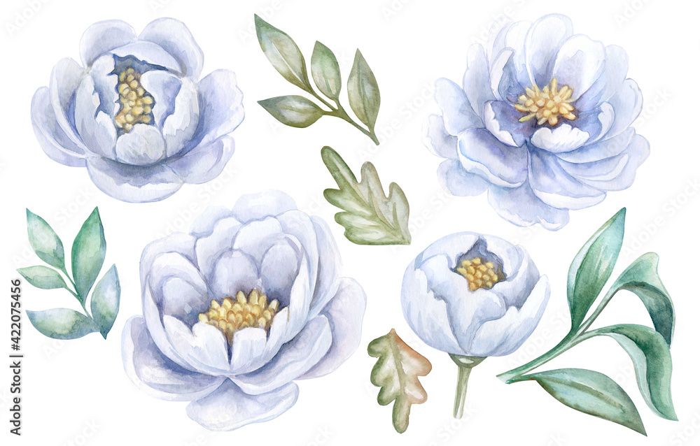 Peonies. Blue flowers isolated on white background. Watercolor ...
