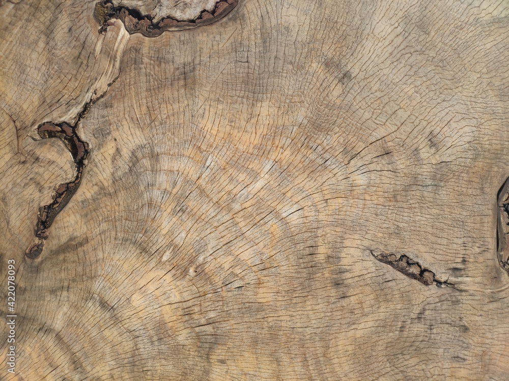 background structure of an old sawn linden tree. Tree rings old ...