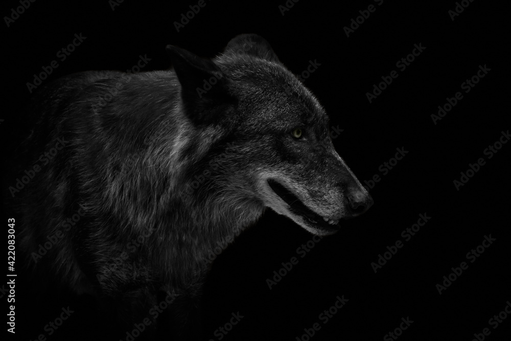 Black Eastern Wolf