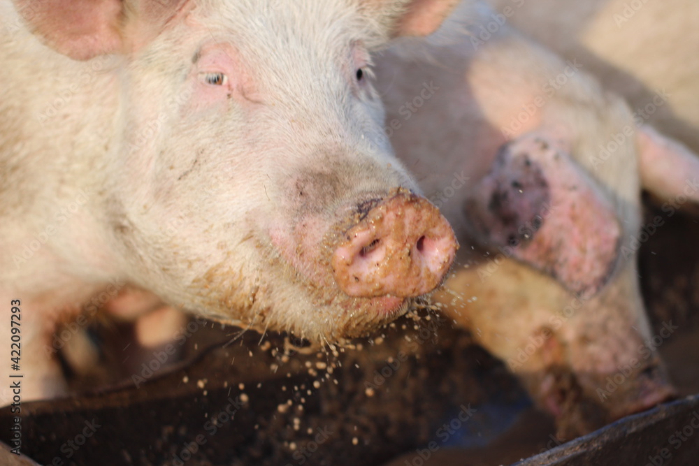 photograph of pink pigs eating food feed from a trough splashing food ...