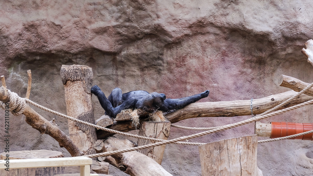 Chimpanzee chilling and enjoying life in its aviary at the zoo. Stock ...