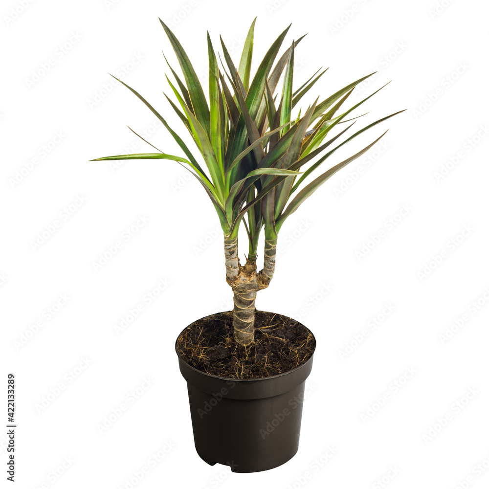 Dracaena marginata isolated on white background. Yucca Cane Plant. The ...