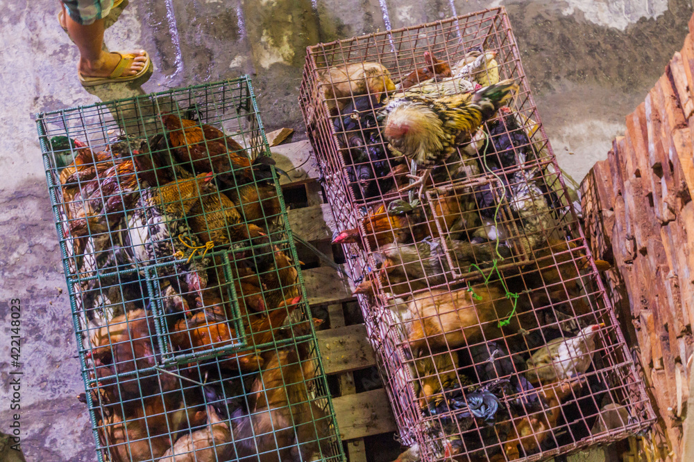 Chicken at the cargo deck of a ferry from Siquijor island to Cebu ...