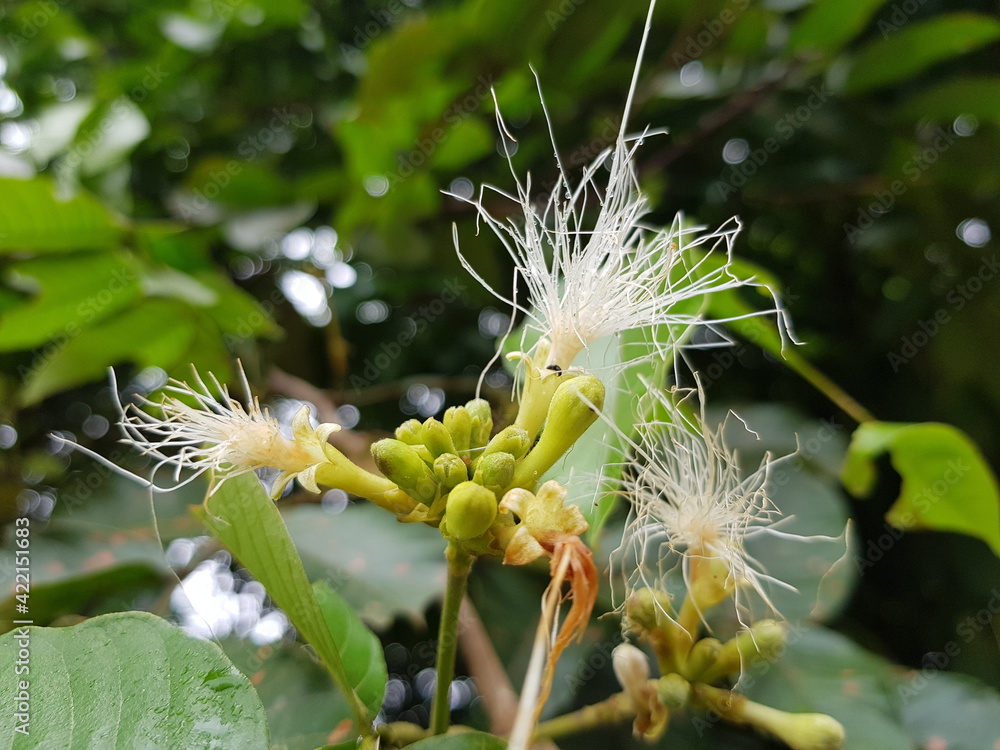 Fower of Inga (common name shimbillo) is a genus of small tropical ...