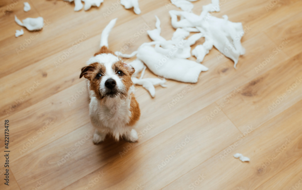 The guilty dog destroyed the pillow at home. Jack Russell Terrier sits ...