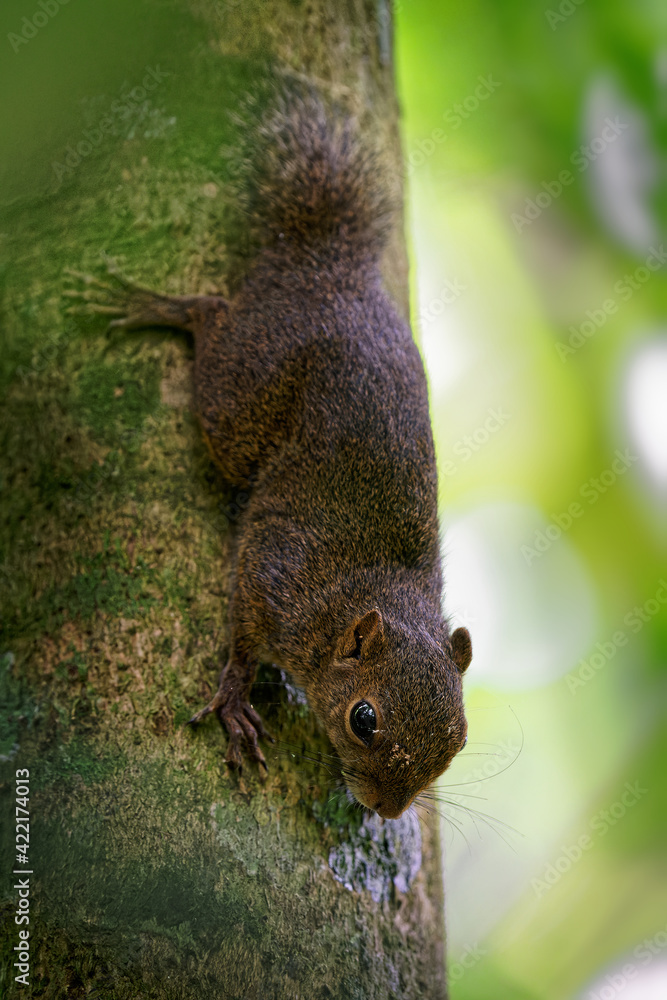 Central American dwarf squirrel, also Alfaro s pygmy squirrel ...