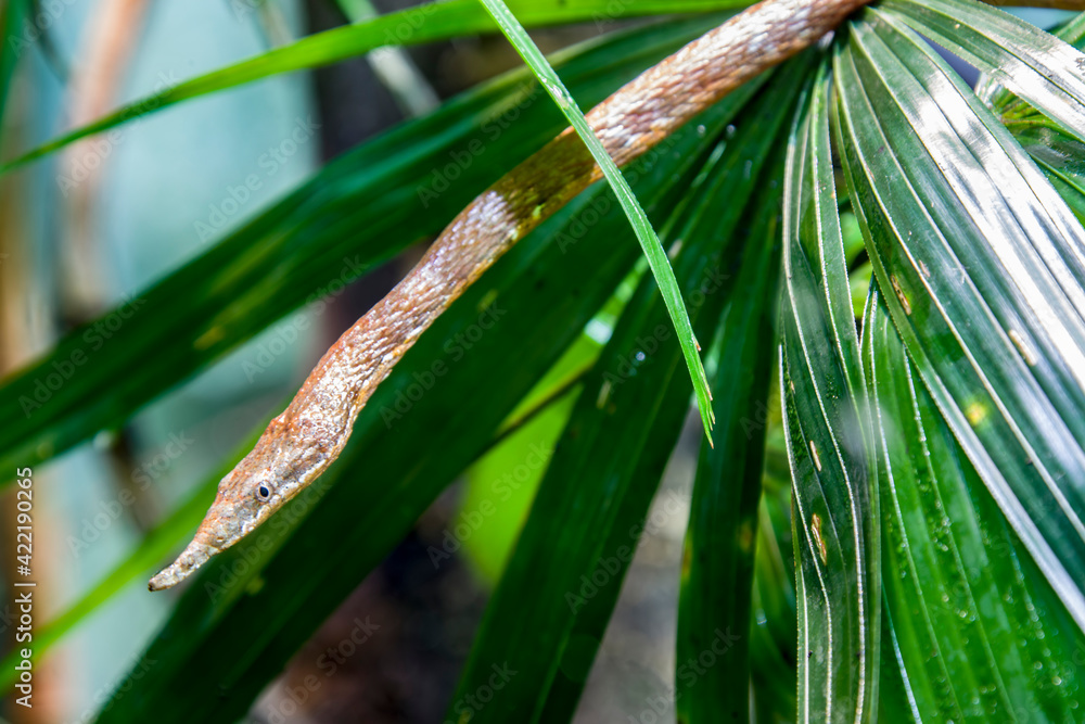 Madagascar leaf-nosed snake (Langaha madagascariensis) is a medium ...