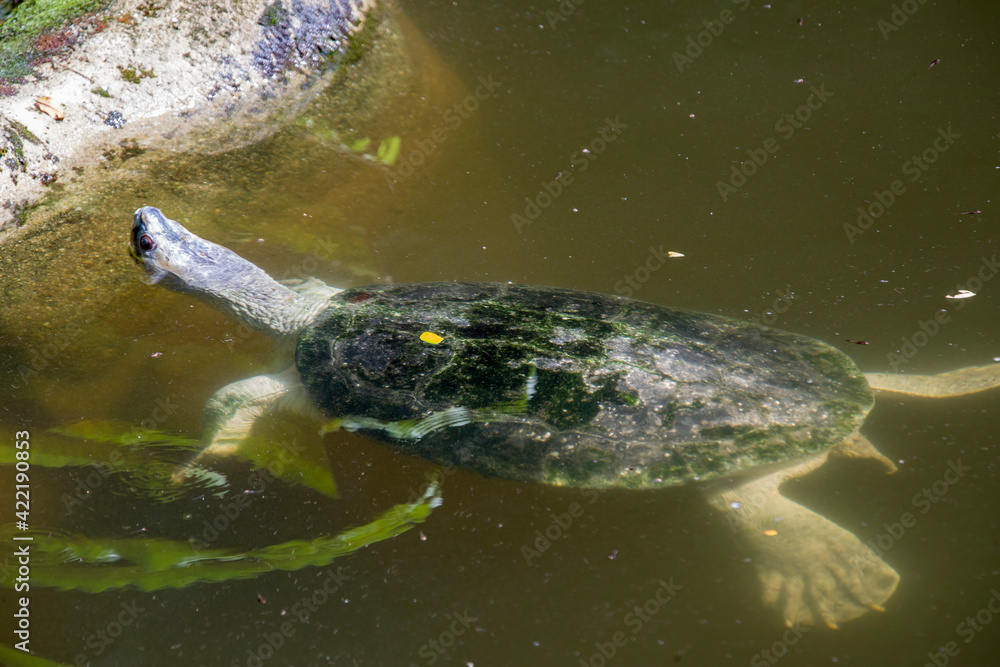 The Burmese roofed turtle (Batagur trivittata) is one of six species of ...