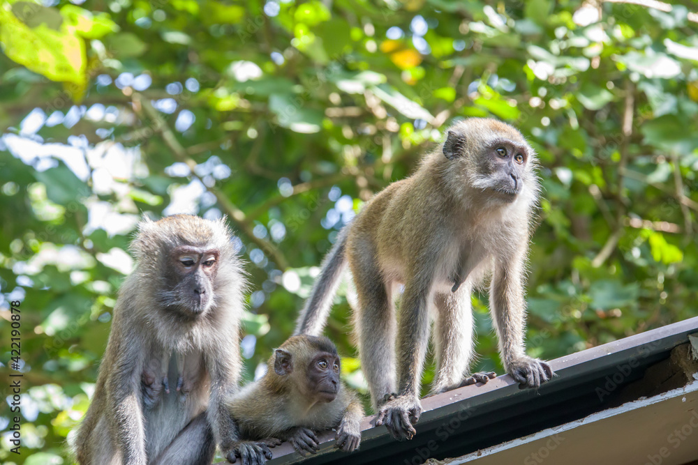 The wild crab-eating macaque in Singapore zoo A cercopithecine primate ...