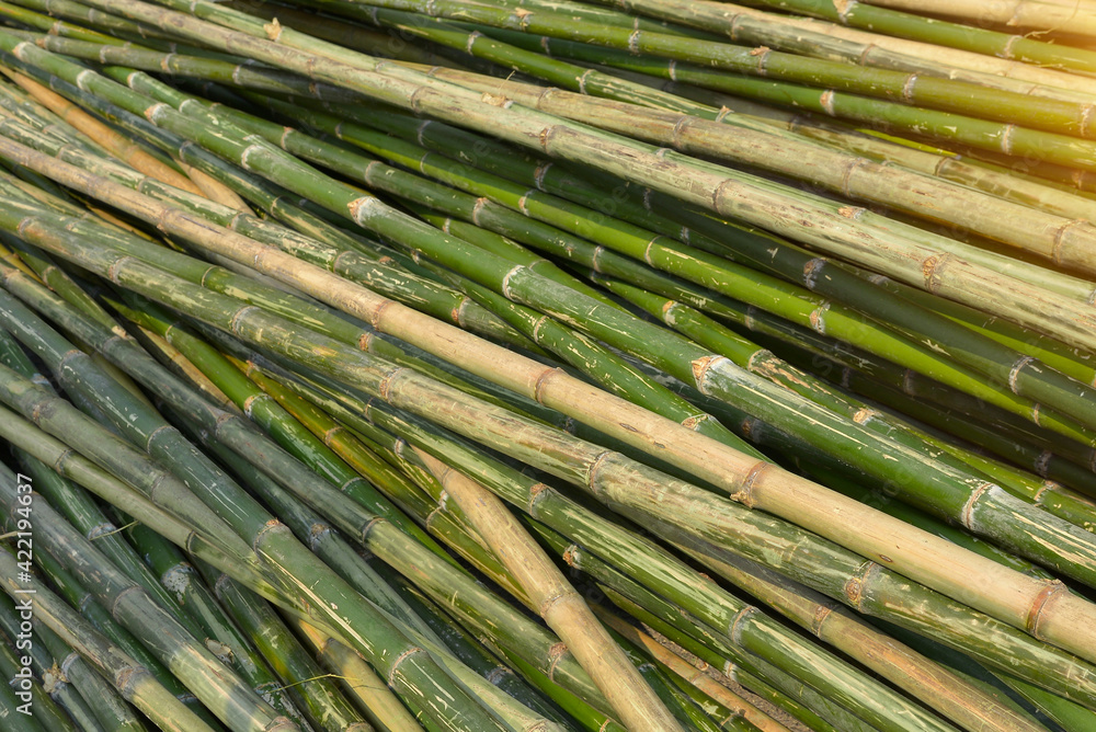Bamboo trunk is commonly used to make bales of rice, home appliances ...