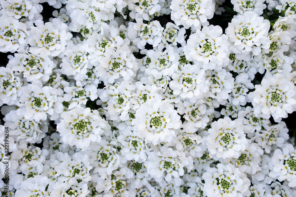 Top view of candytuft (Iberis sempervirens) flowers in pots on display ...
