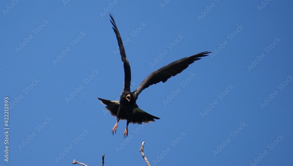 Aguila negra, águila pescadora, gavilán cangrejero grande, urubitinga ...