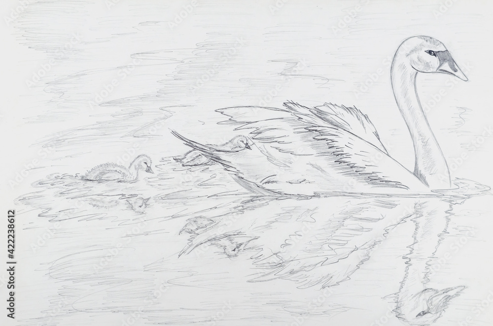 Pencil drawing of three swans on white paper. Stock Illustration ...