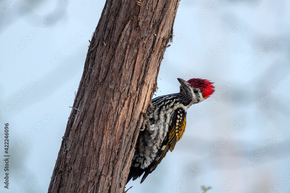 The black-rumped flameback, also known as the lesser golden-backed ...