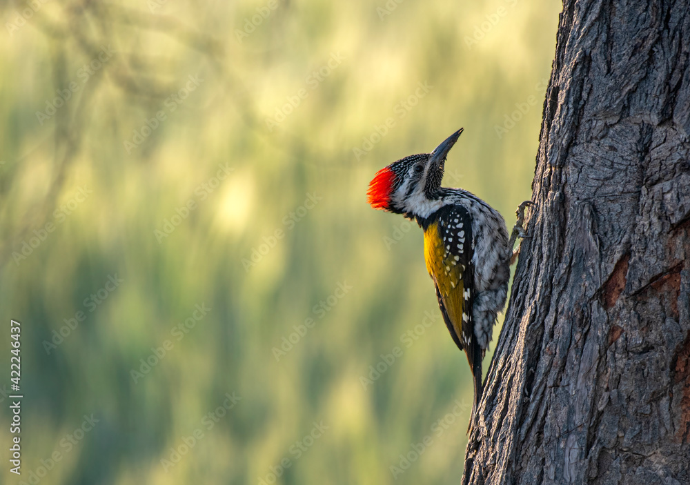 The black-rumped flameback, also known as the lesser golden-backed ...