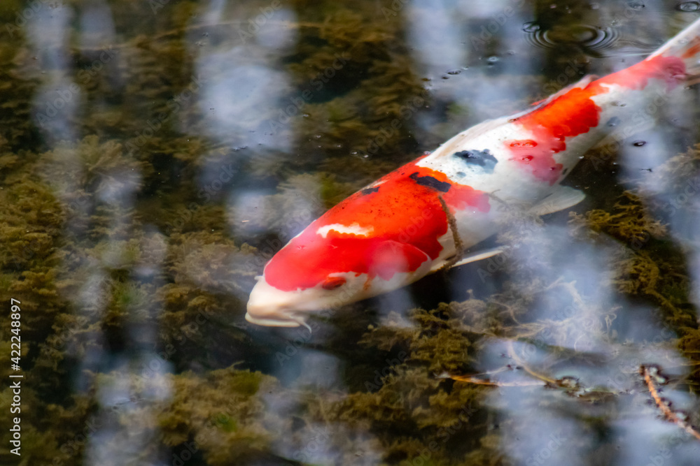 Colorful koi carp in garden pond is an expensive koi fish with orange ...