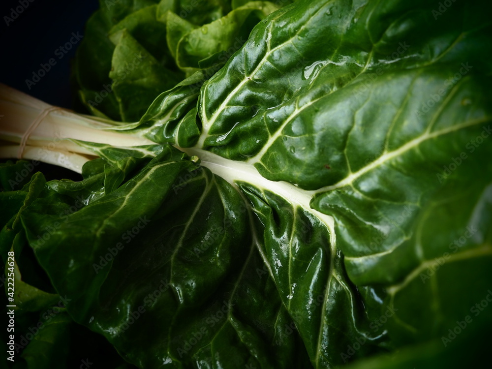 Mangold Beta vulgaris. Biennial herb, a subspecies of common beet ...