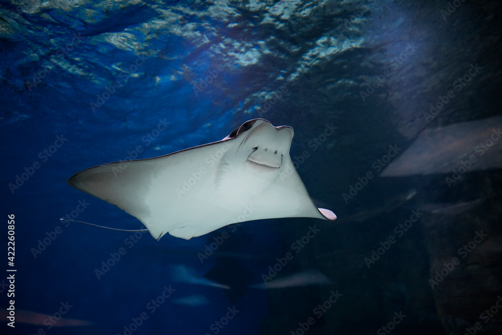 cownose ray swimming in the water, fish underwater in the aquarium ...