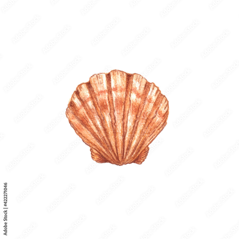 Scallop shell colored pencil illustration, marine life biology ...