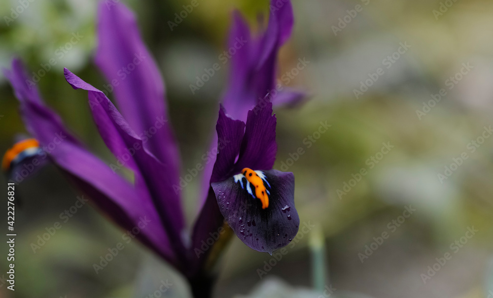 Purple dwarf iris, netted iris, iris reticulata is a species of ...