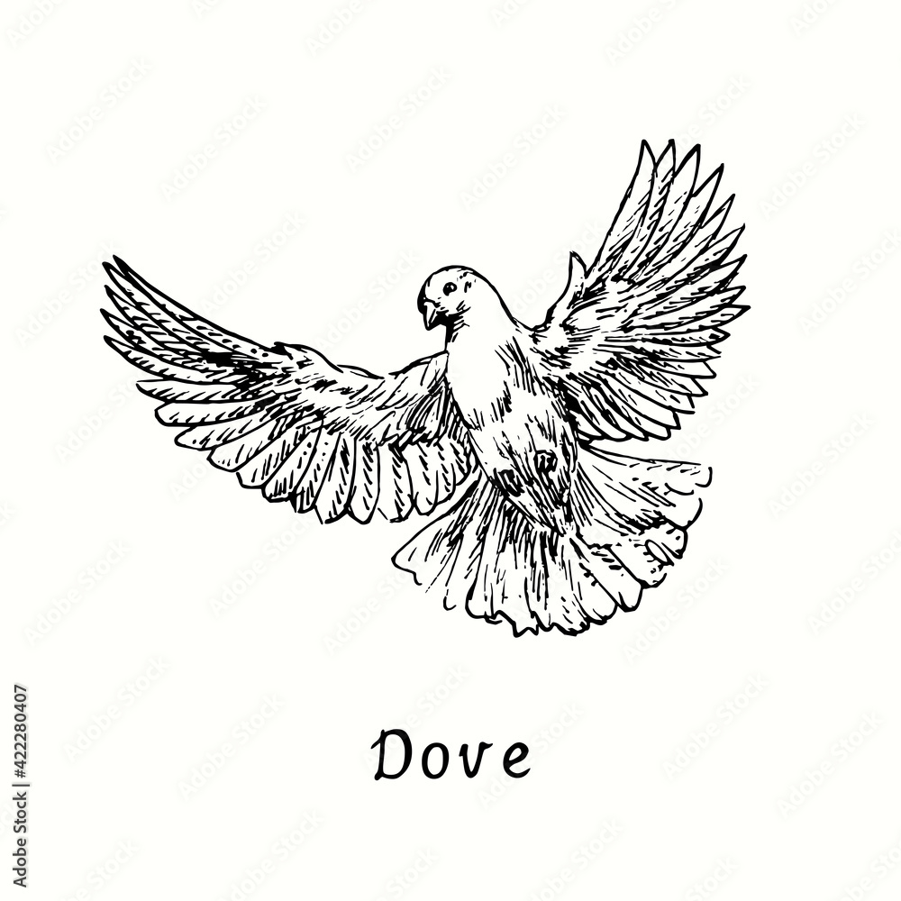 Dove flying. Ink black and white doodle drawing in woodcut outline ...