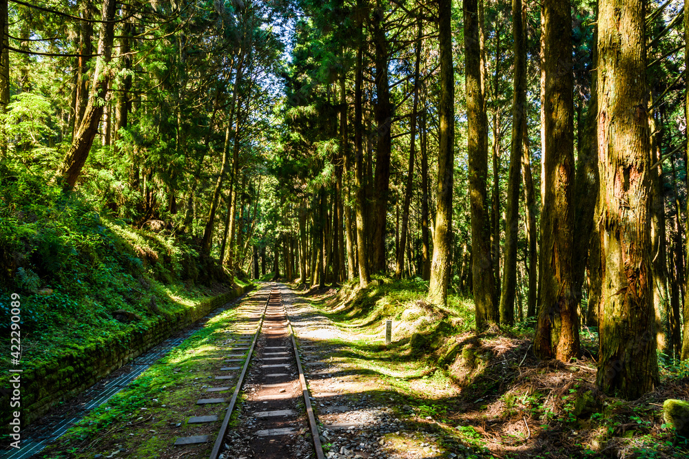 The Forest Railway passes through the Alishan Forest Recreation Area in ...