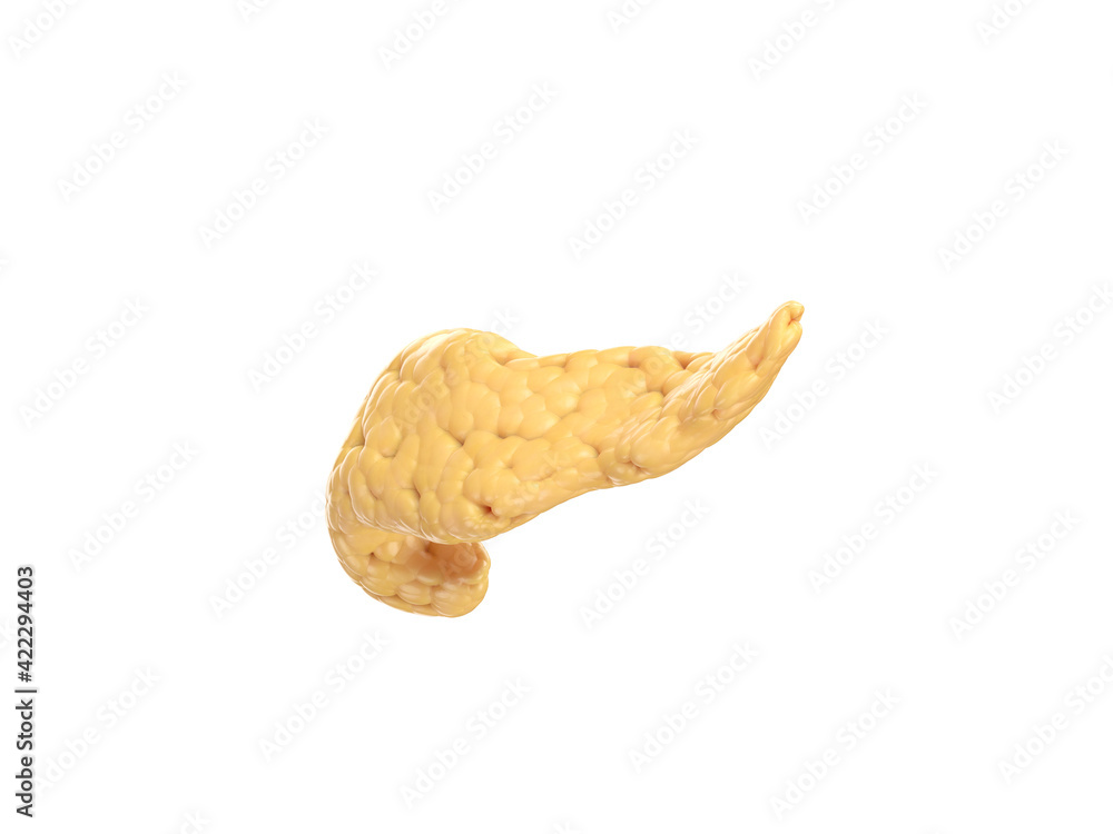 Anatomically accurate illustration of human pancreas isolated on white ...