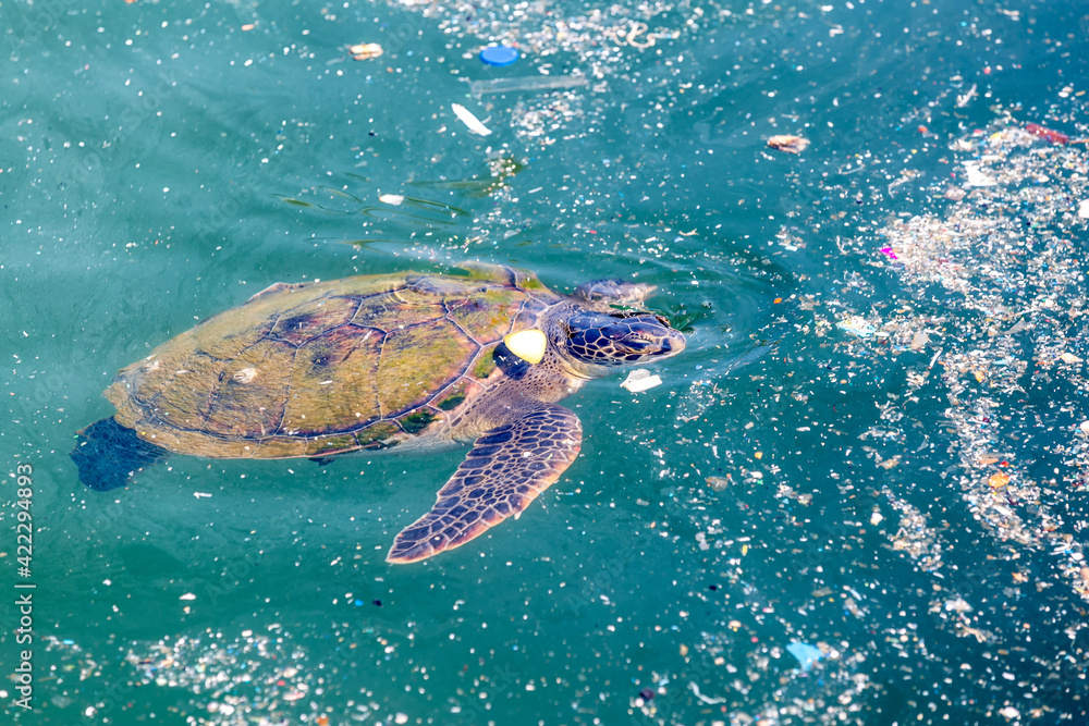 Marine pollution and its effects on sea creatures. It occurs when ...