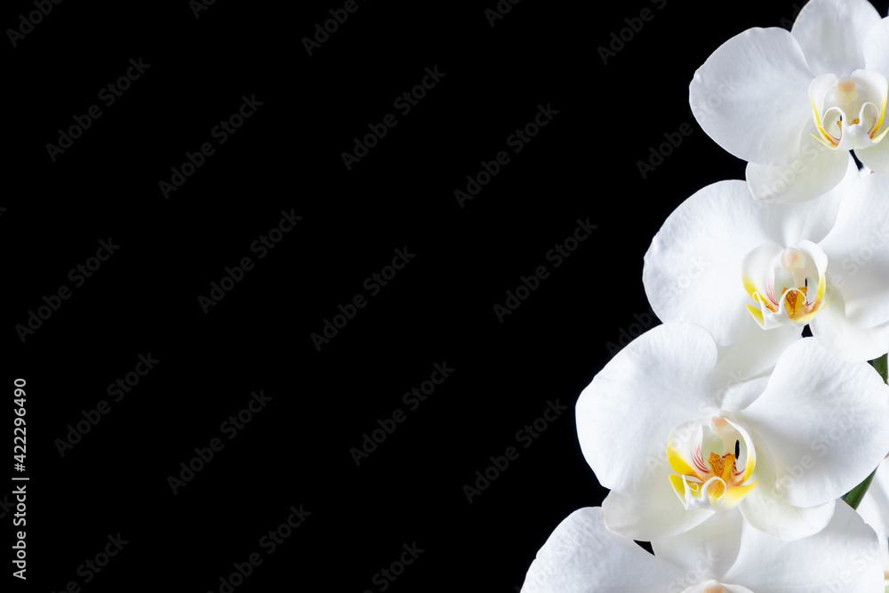 Black And White Orchids Wallpaper